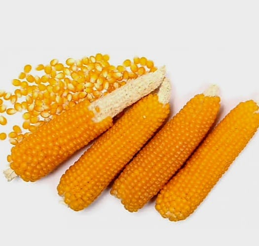 Popcorn maize | Mahindi ya popcorn - IKOMART